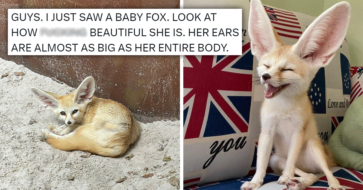A Fluffy Flurry Of Fabulous Fennec Foxes With Ears Almost As Big As ...