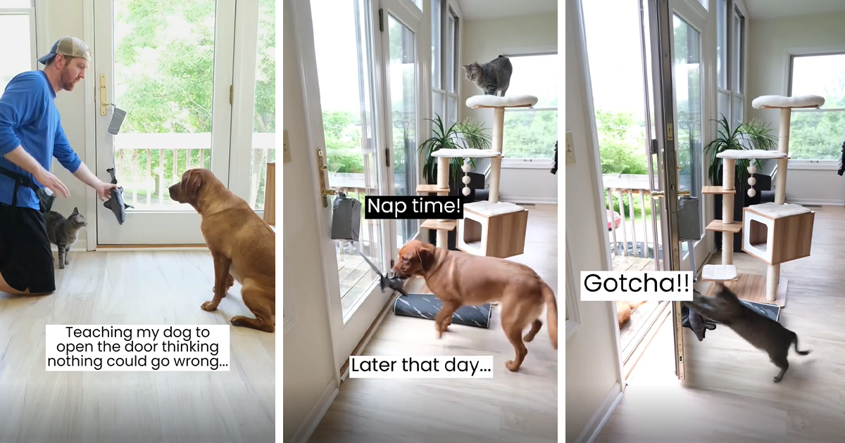 I Can Has Cheezburger? - dogs - Funny Animals Online - Cheezburger