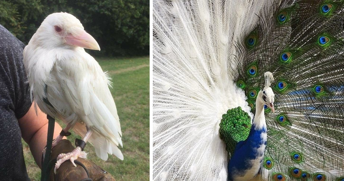 20 Astonishingly Unique Albino Animals To Remind You Of How Awesome ...