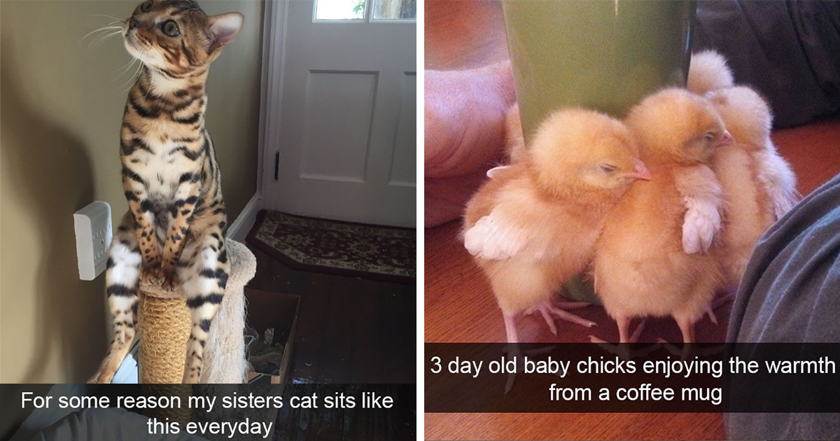 Silly Animal Memes And Snaps To Help Start Your Day Off With A Splendid ...