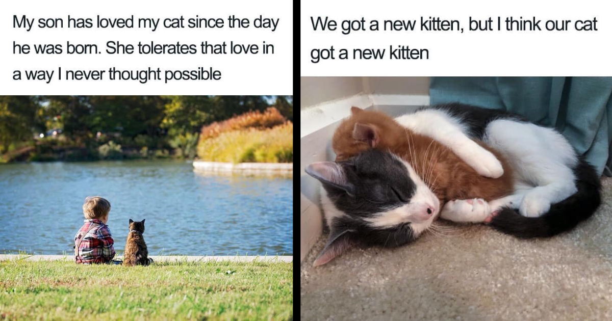 30 Pawsitive Cat Memes for a Purrfectly Wholesome Sweet Summer Treat ...