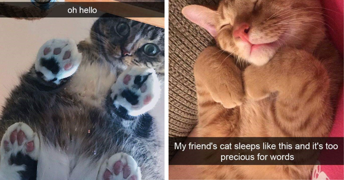 Oh Snap Kat Meme Aw Snap GIFs | Tenor