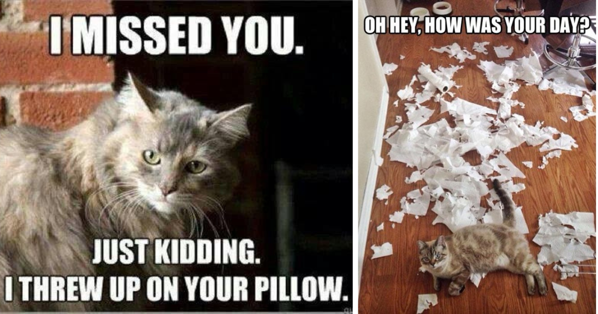 30 Classic Cat Memes For Nostalgic Fluffy Feline Fans Feeling That ...
