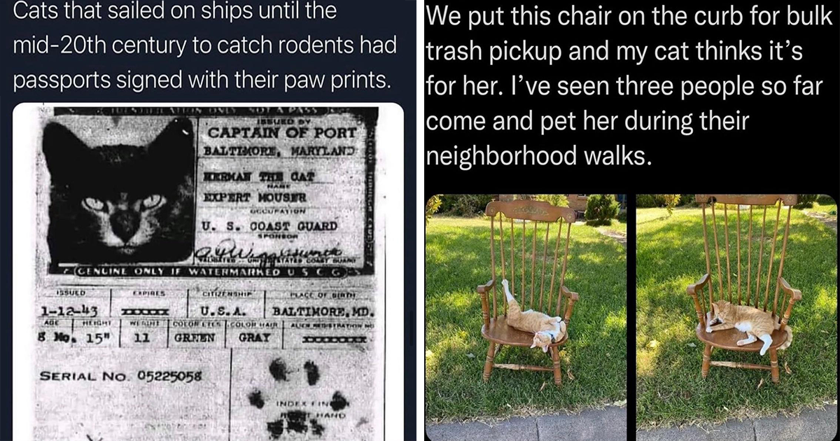 25 Wholesome Memes Of Cuddly Cats That Feel Like The Warm Hug You Need ...