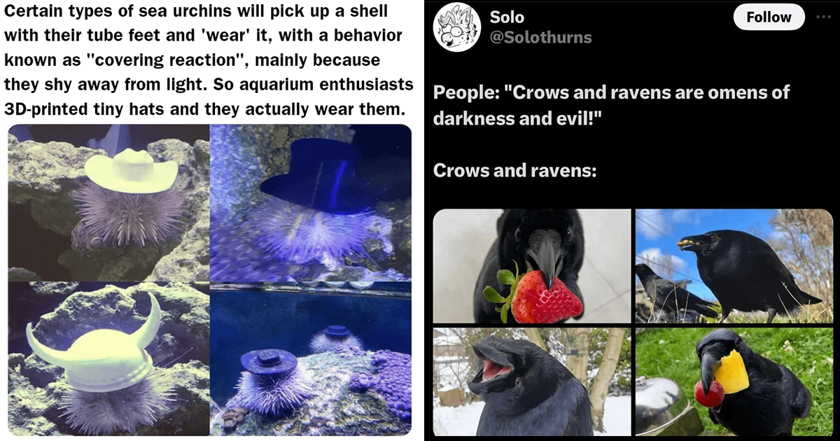 24 Whimsical Wholesome Animal Memes To Add Amusement And Fun To Your ...