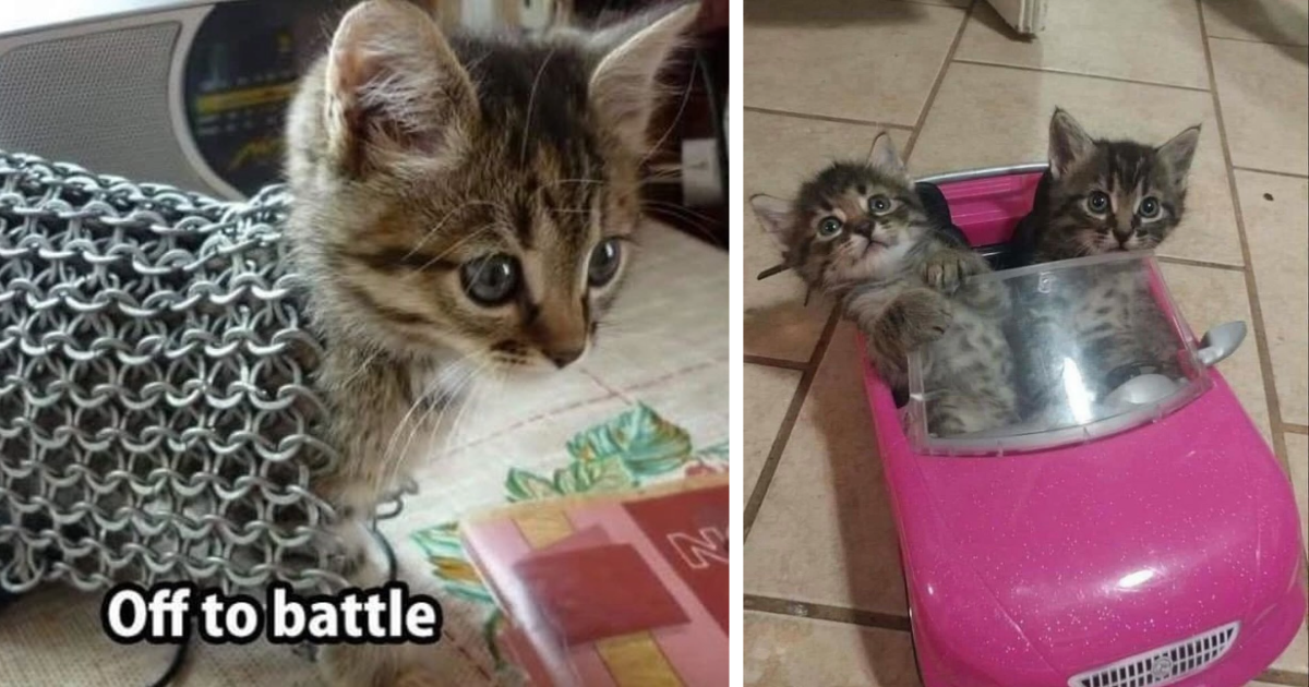 23 Bites Of Cute Cat Content For Your Mid-Week Meowtivator - I Can Has ...