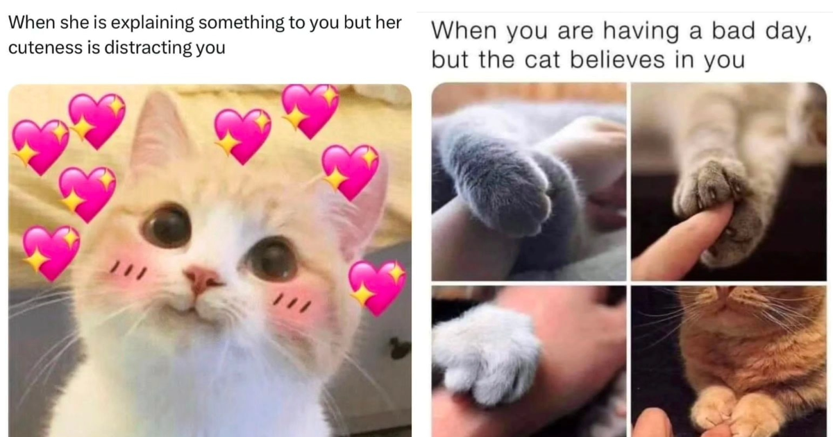 23 Wholesome Wednesday Cat Memes For Hoomans Who Need A Hug - I Can Has ...