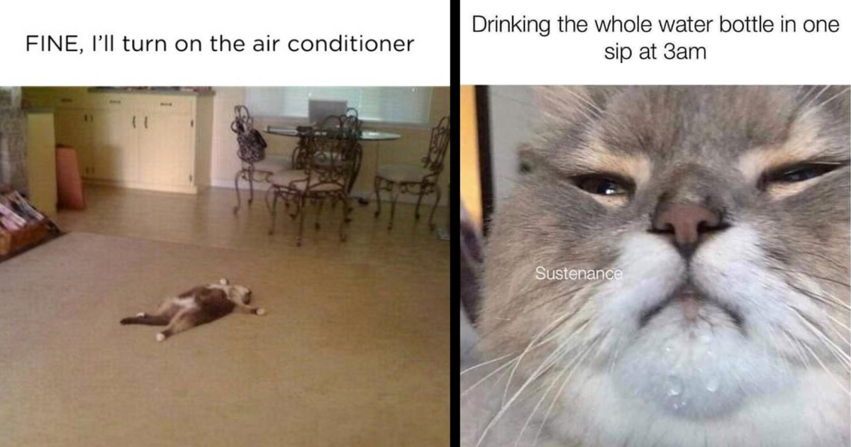 25 Purrfectly Hilarious Cat Memes to Survive the Heat Advisory Like a ...
