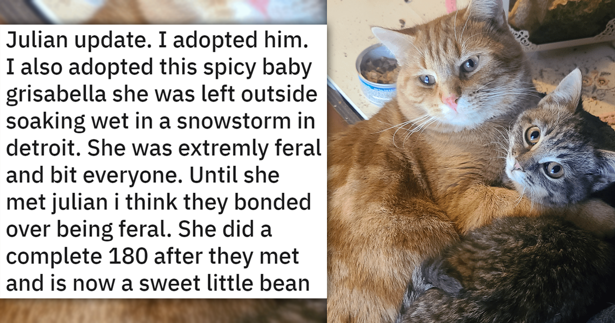 This Week's Heartwarming Helping Of Newly Adopted Cats For Fresh Feline ...