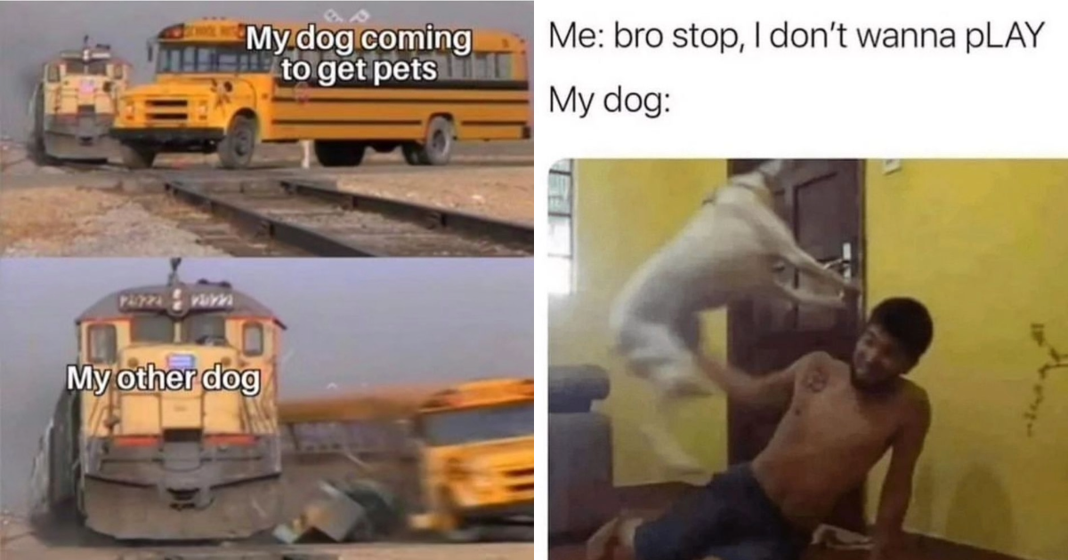 Fired Up Fur Fursday: 24 Energetic Doggy Memes For Tired Hoomans ...