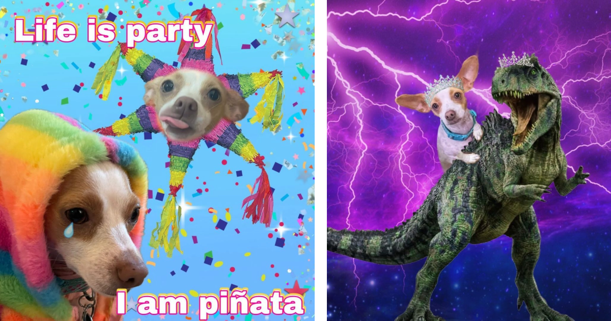 24 Unhinged Dog Posts For Hardworking Hoomans Who’ve Lost The Plot ...