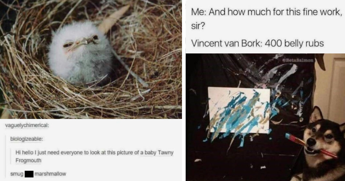 25 Giggle Worthy Animal Memes to Fill Your Sunday With Sunshine and ...