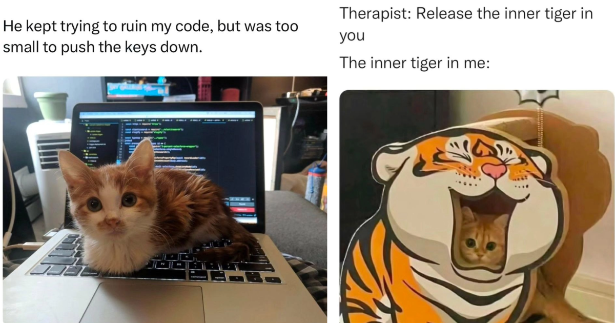 I Can Has Cheezburger? - cute cat memes - Funny Animals Online ...