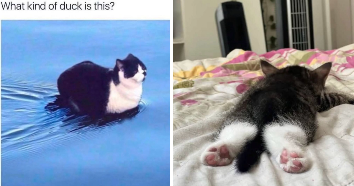 22 Silly Feline Funnies To Furget About Your Work Week Worries - I Can ...