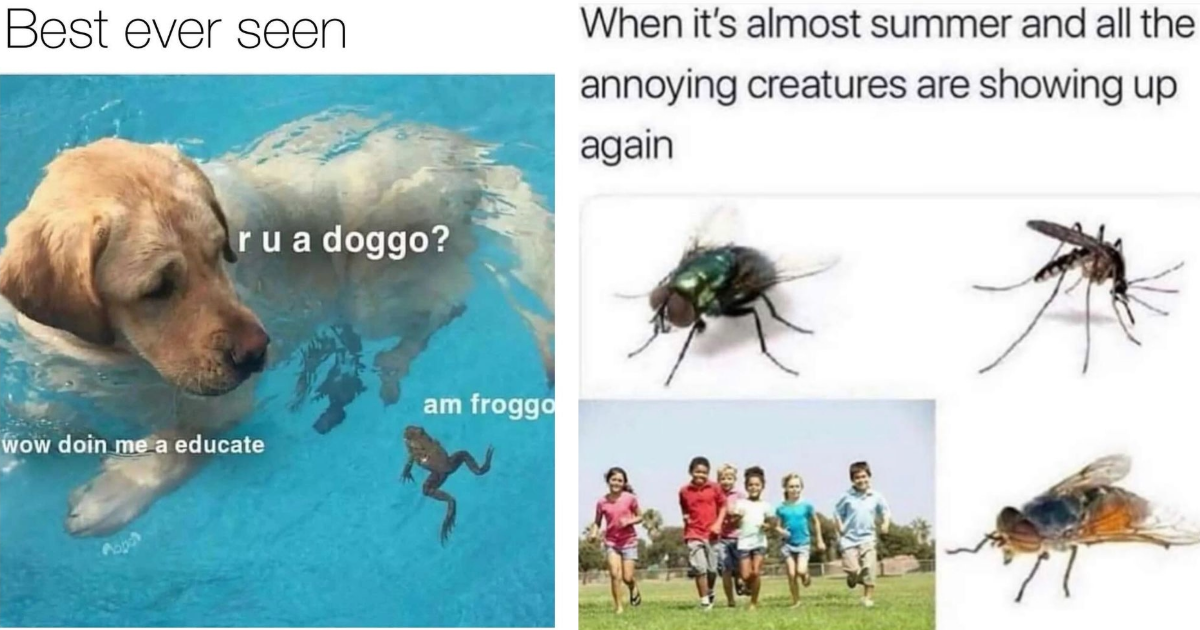 24 Hilarious Animal Memes For Hoomans Not Participating In Hot Girl ...