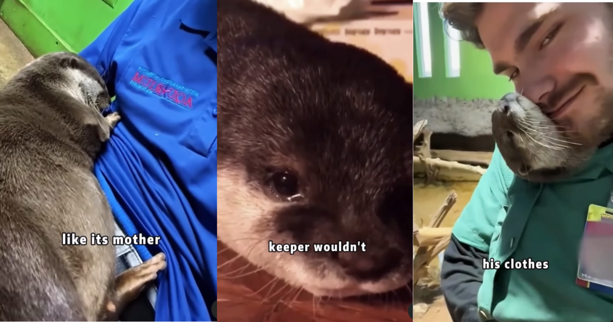 Wholesome Zookeeper Rescues Otter From the Wild, the Otter Clings to the Hooman As His Mother ...