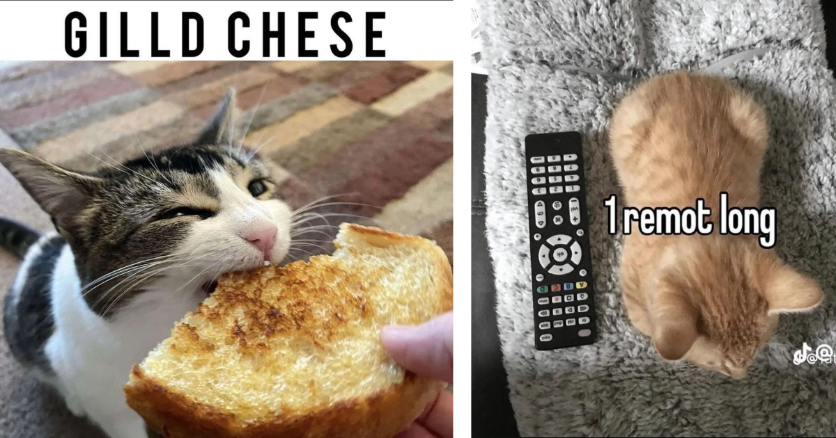 23 Vintage Feline Memes For Hibernating Hoomans Hanging Out In The Air ...