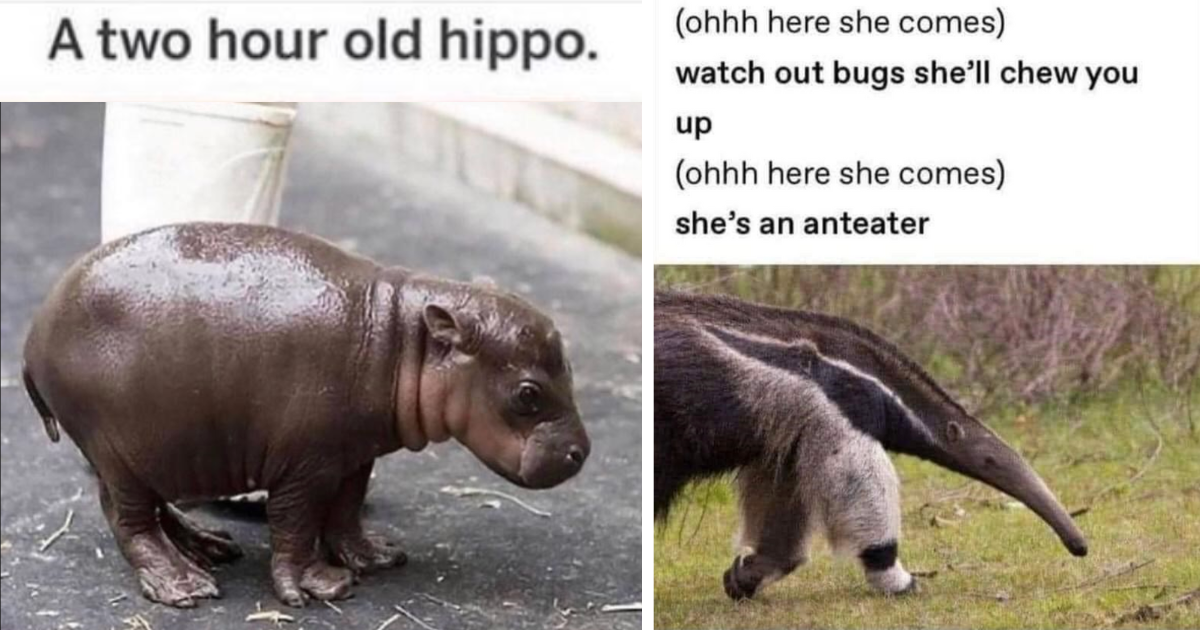 37 Silly Animal Memes for a Pawsitive Week - Animal Comedy - Animal ...