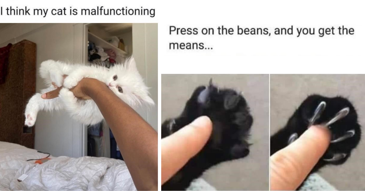 40 Curious Cat Memes for a Boost of Catnip Cuteness - I Can Has ...