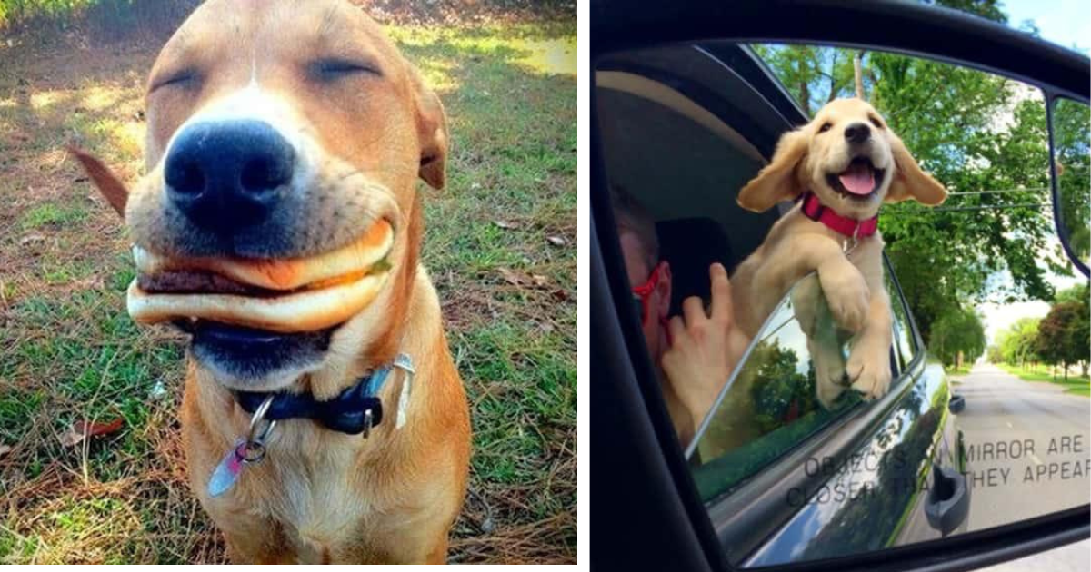 23 Joyful Animals That Feel Like Your Personal Ray of Summer Sunshine ...