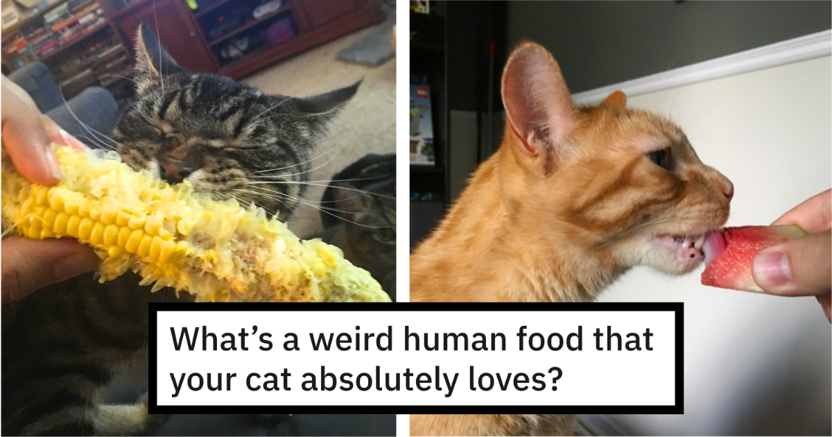 28 Hilarious Tails From the Wholesome Cat Corner of the Internet Dish ...