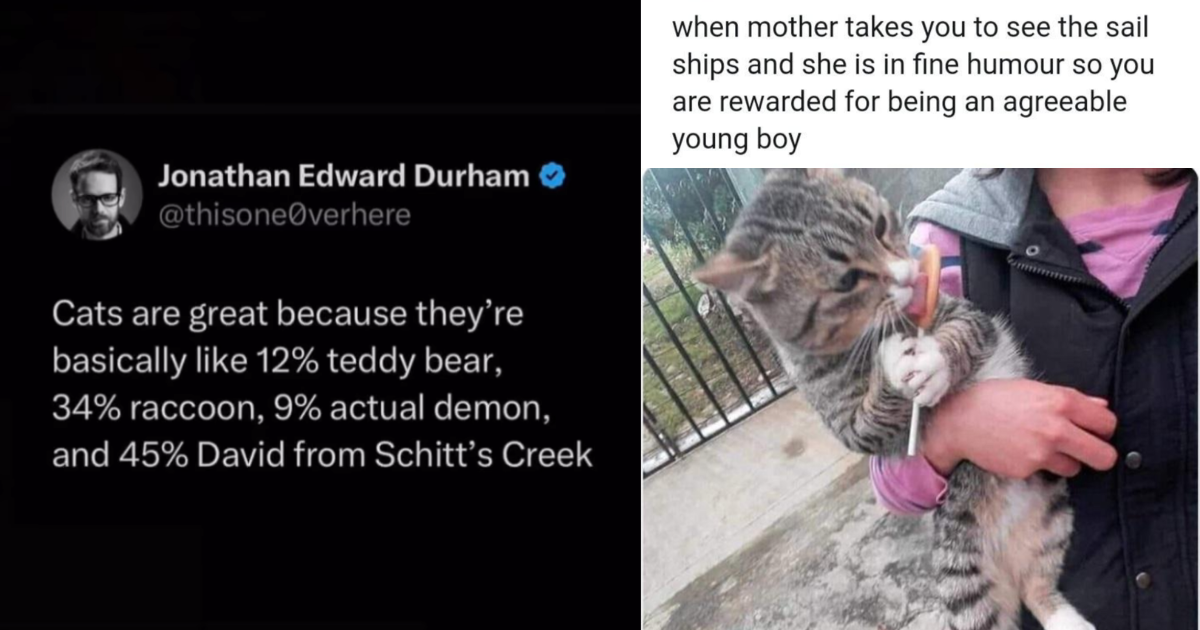 27 Merry Meowrvelous Memes of Silly Cats To Purrfectly Manage Your Mid ...