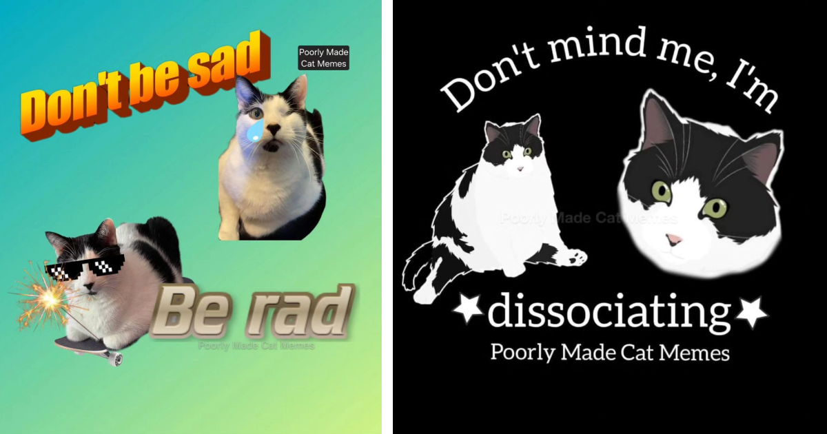 22 Mildly Mad Cat Memes For Hopeless Hoomans Having A Bad Day - I Can ...