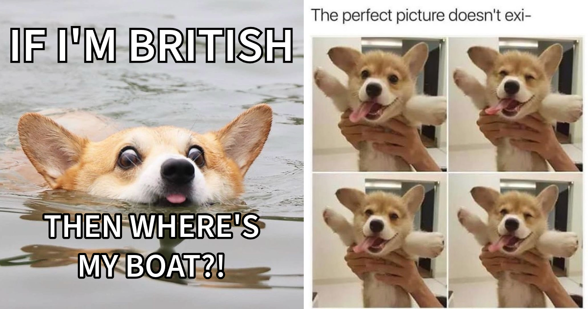A Brilliant British Binge Of 24 Cute Corgi Posts - Animal Comedy ...