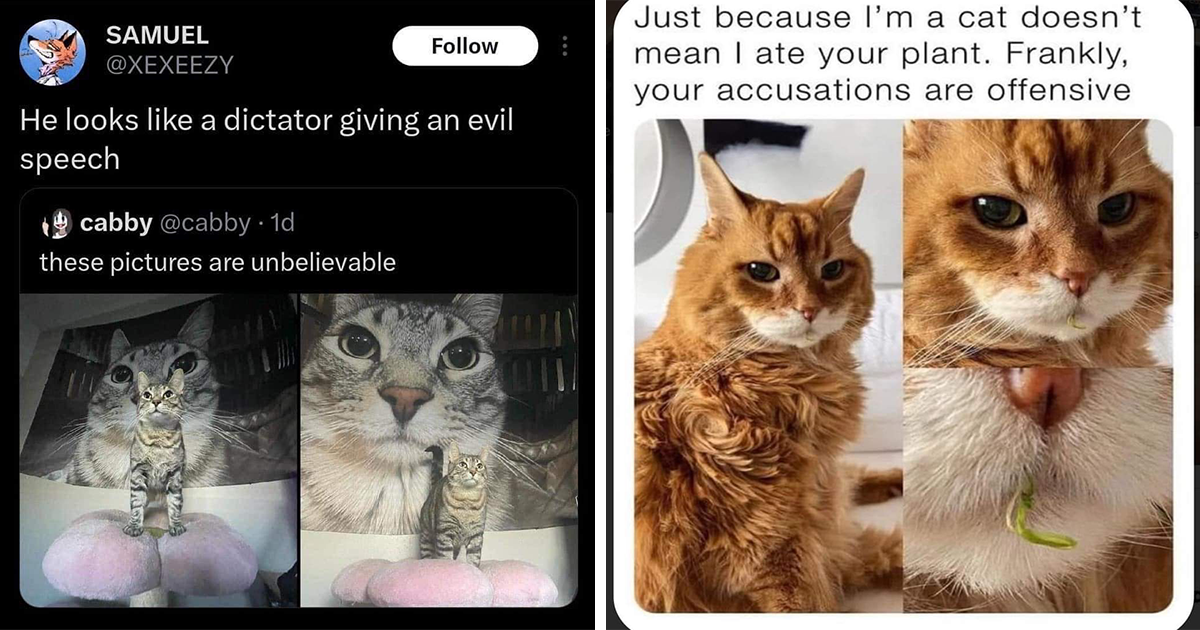 25 Hissterical Cat Memes Because Every Day Can Be Caturday If You Try ...