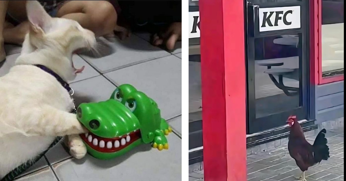 20 Silly Animal Pictures For Hoomans Who’ve Turned Up For Tuesday ...