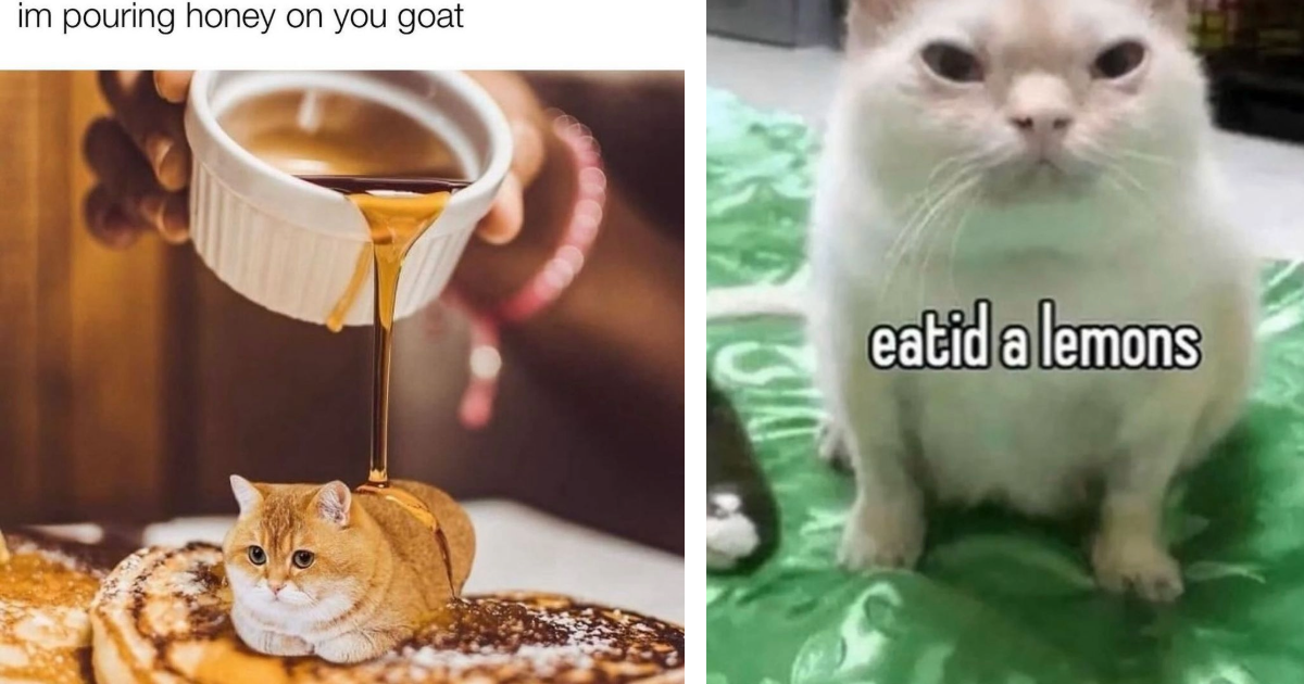 A Pawdorable Pancake Of 20 Sweet Cat Memes For Your Midday Sugary Mood ...