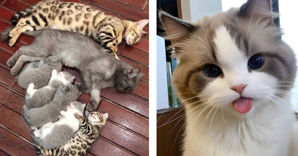 21 Heartwarming Feline Photos For When The Office Air Conditioning Is ...