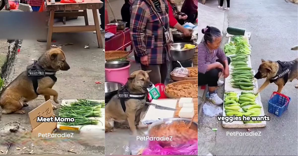 Heartwarming Doggo Steals Hearts By Learning to Shop at Local Market ...