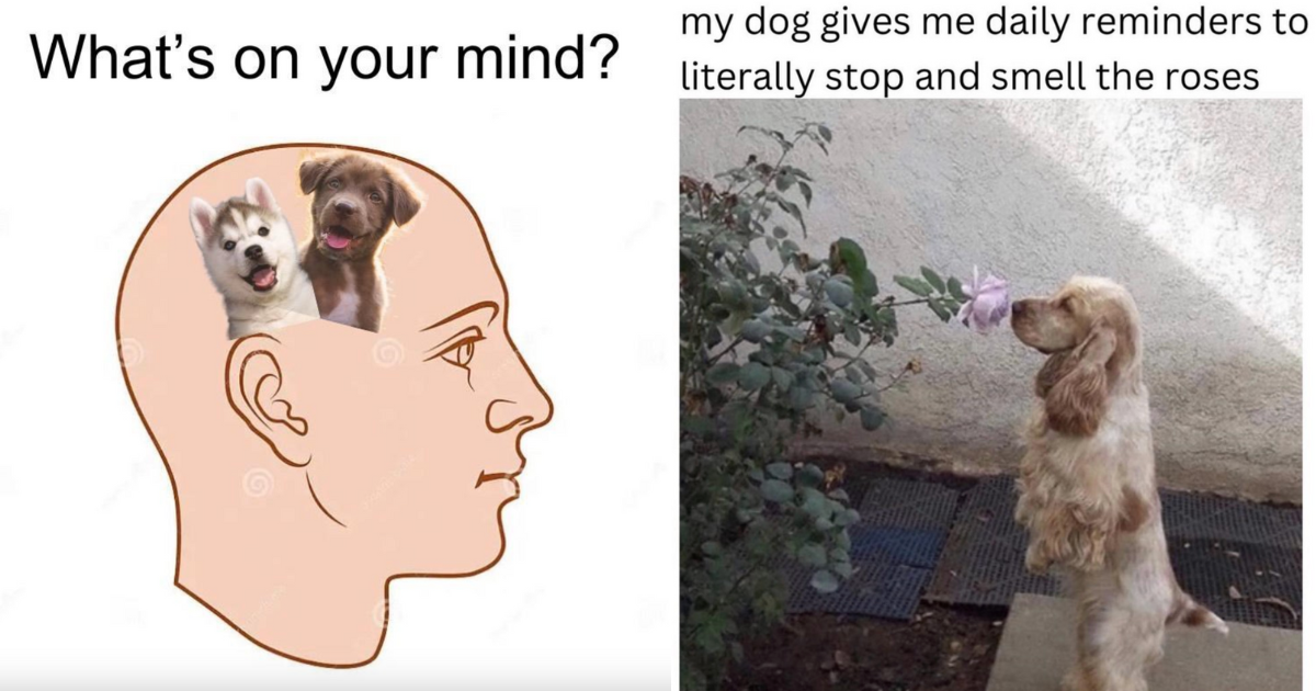 40 Delightful Doggo Memes Fur Canine Enthusiasts - Animal Comedy - Animal Comedy, funny animals ...