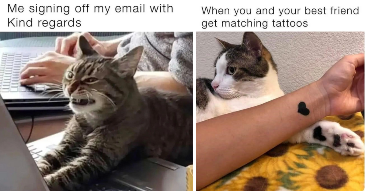 32 Pre-Caturday Memes to Kickstart Your Weekend - I Can Has Cheezburger?