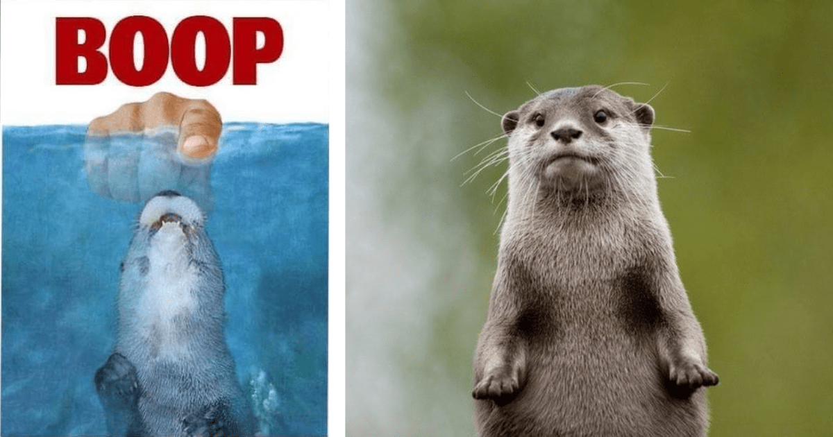 22 Otterly Awwdorable Posts Fur A Marvelous Mid-Week Mood Booster ...