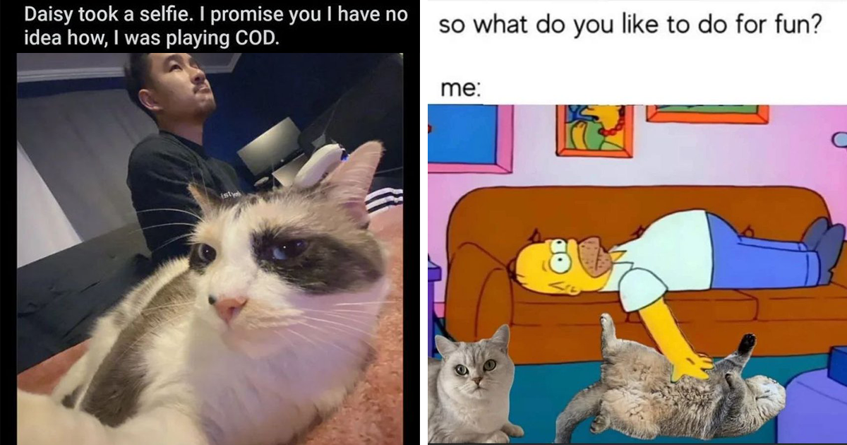 25 Fluffy Feline Funnies For A Caturday Full Of Cat Cheer And Meowgical ...