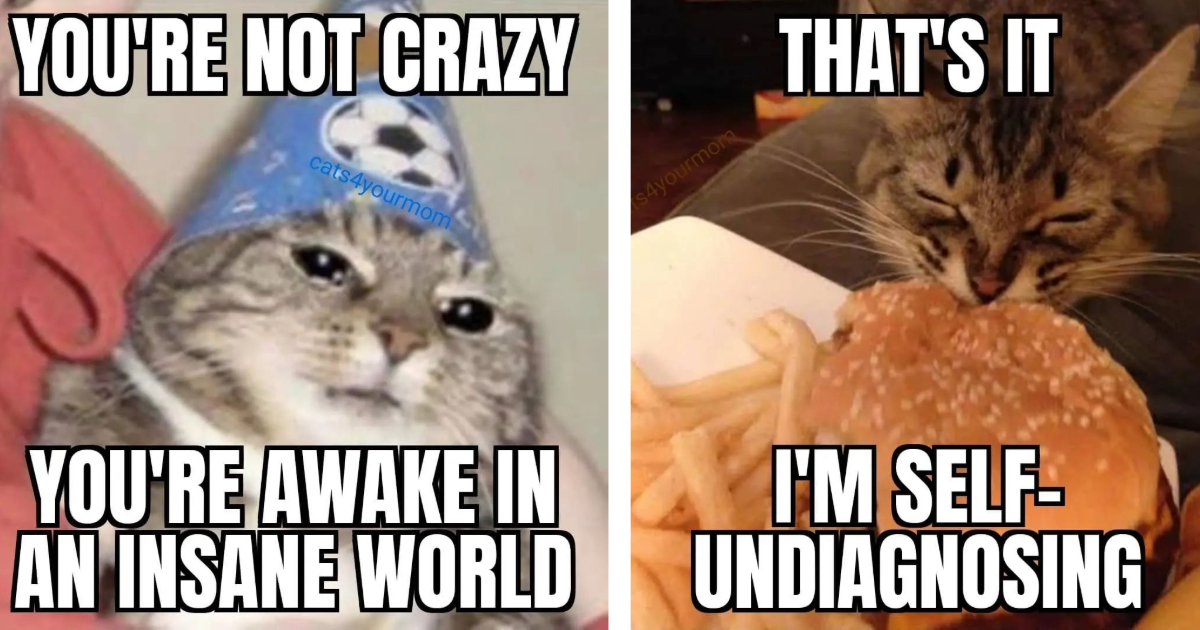 25 Unhinged Cat Memes For Hoomans Who’re Over Acting Normal - I Can Has ...