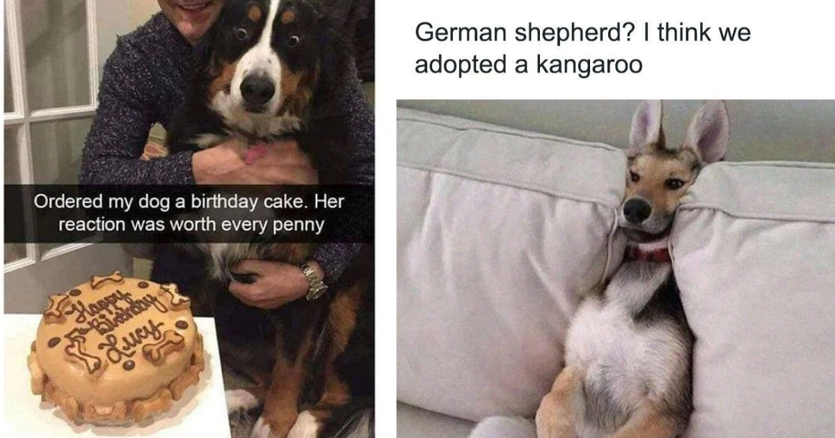 22 Hilarious Posts From The Wholesome Lives Of House Dogs To Remind You ...
