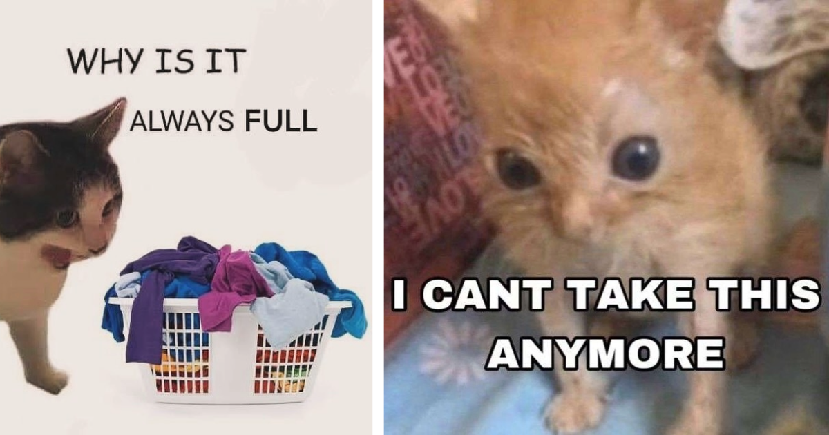 22 Hissterical Memes Of Cats Trying On Hooman Life For Size - I Can Has ...