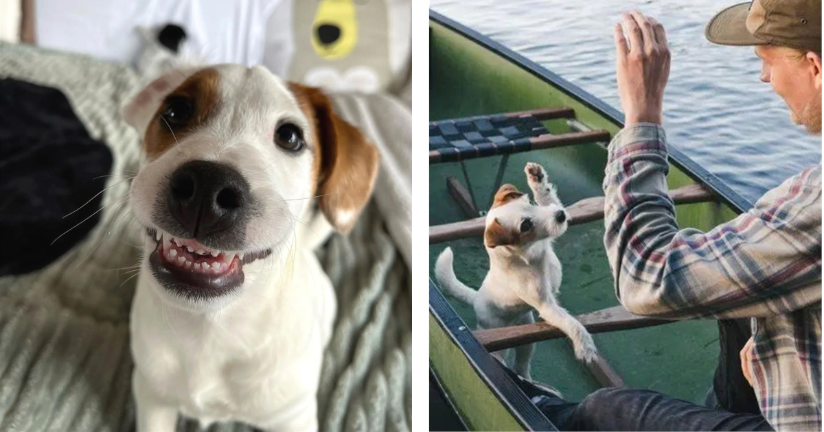 20 Pawdorable Jack Russell Pictures To Pawsitively Make You Jump For ...