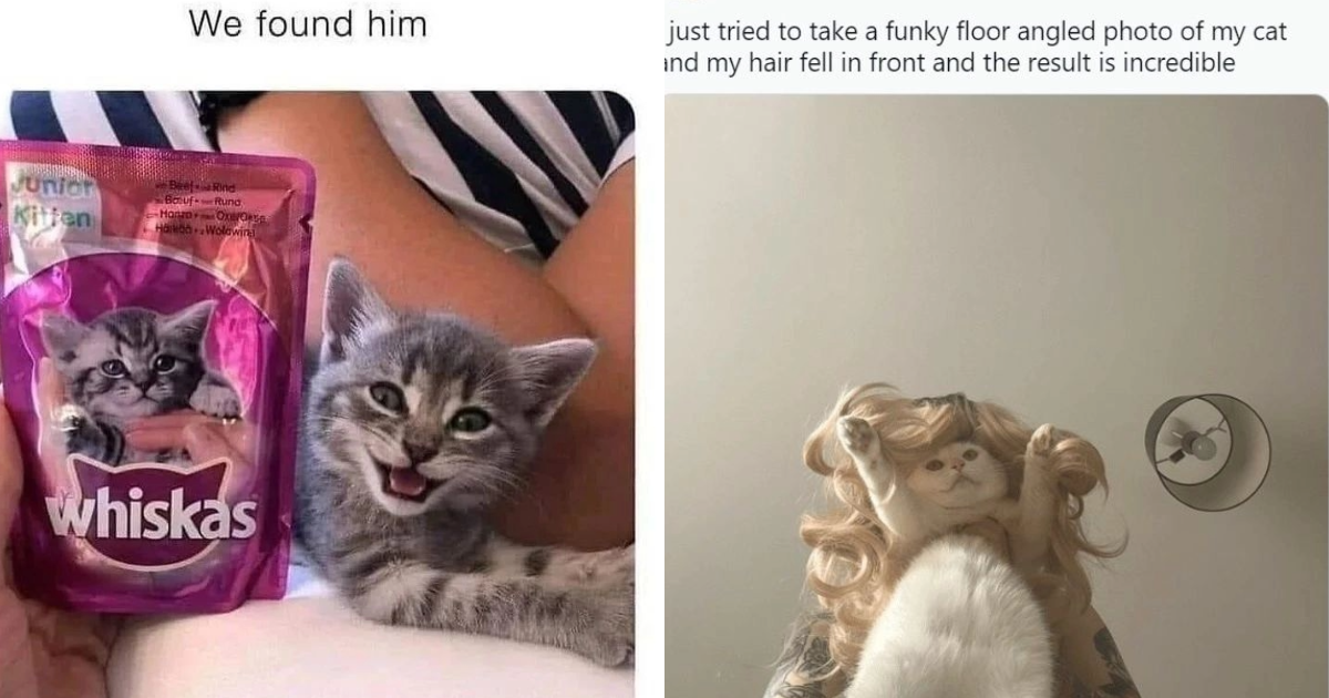 20 Fangtastic Furiday Feline Funnies To Finish Your Work Week With A Smile - I Can Has Cheezburger?