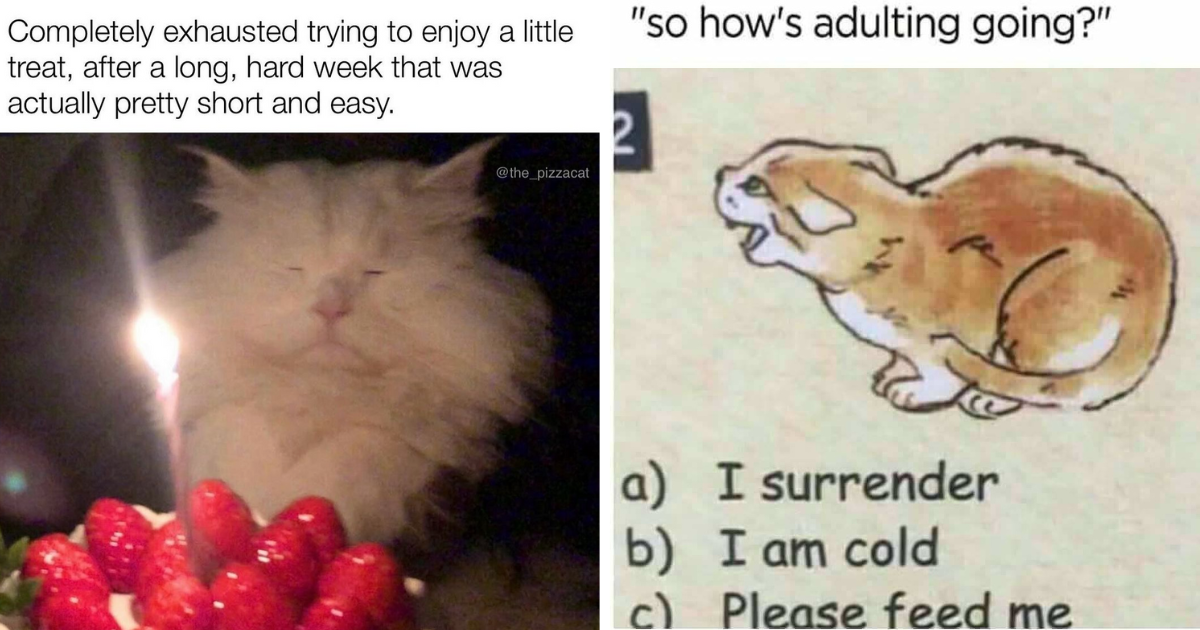 24 Funny Feline Memes for a Purrfect Start to the Work Week - I Can Has Cheezburger?