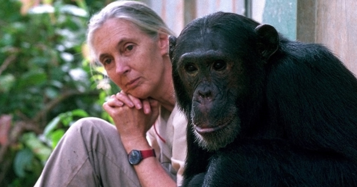 Goodbye Jane Goodall: The Woman Who Showed Us Ourselves Through Chimps ...