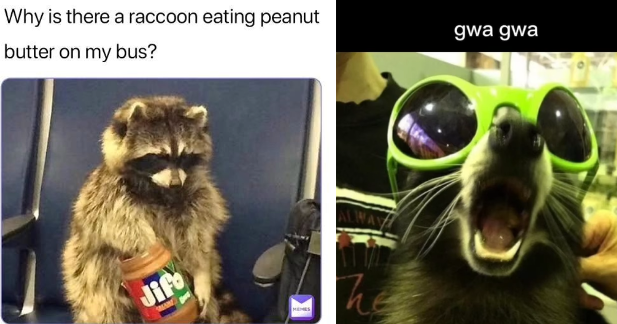 23 Hilarious Posts Of Rascal Raccoons To Inspire Your Weekend Mischief ...