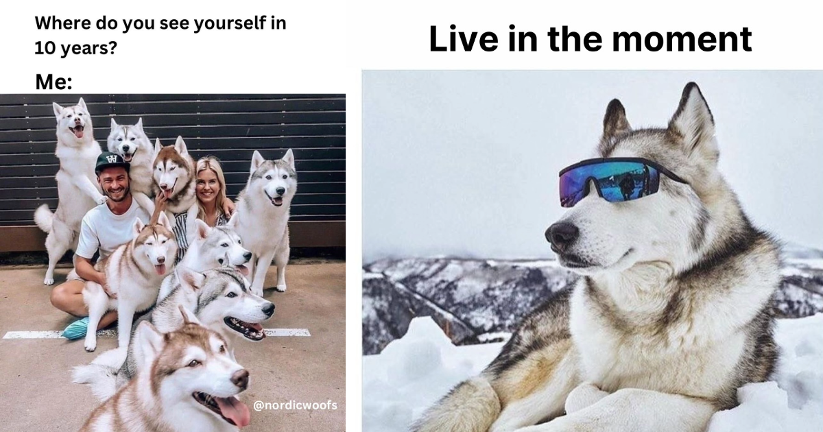 23 Happy Husky Memes To Energize Your Saturday Scroll In The Park ...