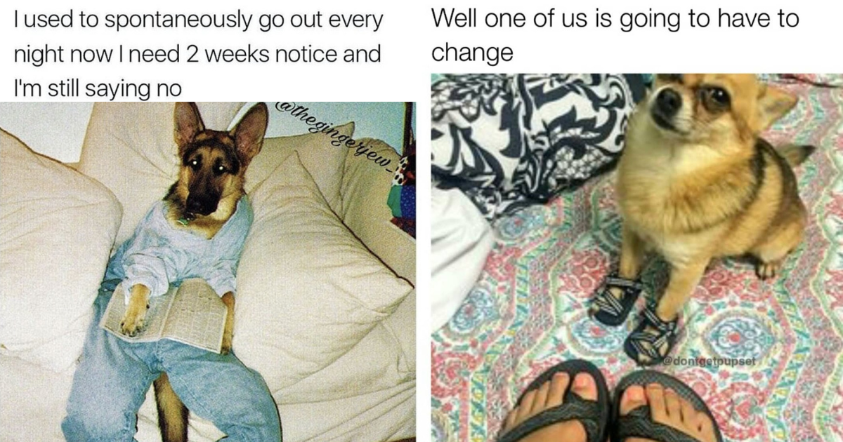 28 Funny Animal Memes To Add Some Hooman Happiness to Your Summer ...