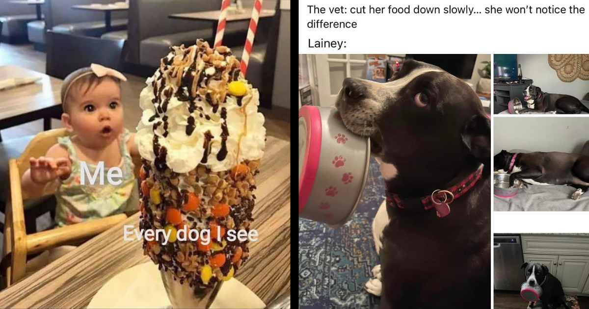 25 Mood-Lifting Doggo Memes Fur A Better Day (July 16, 2024) - Animal Comedy - Animal Comedy ...