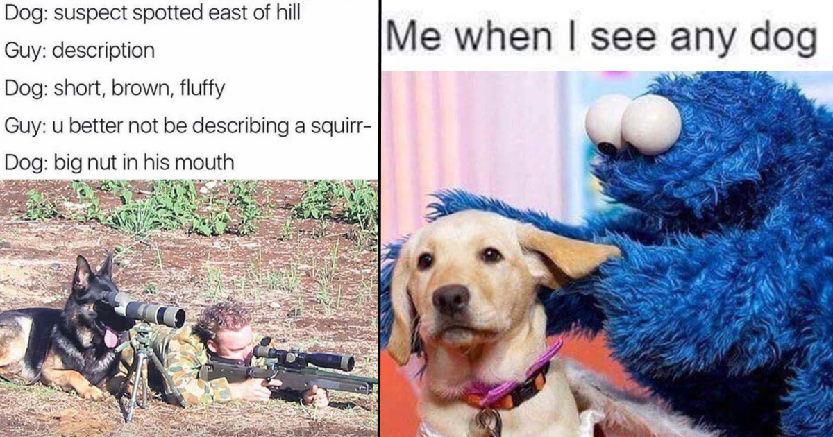 25 Dog Memes for Pawrents Whose Dogs Are Their Ultimate BFFs - Animal ...
