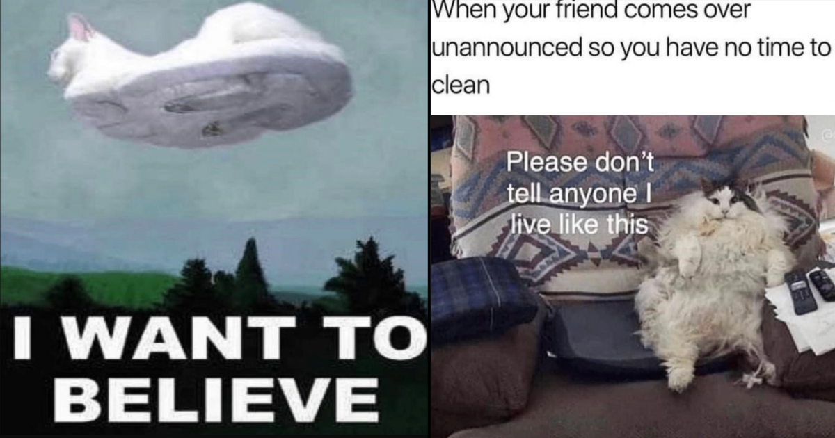 36 Comforting Cat Memes for a Soothing Feline Fix - I Can Has Cheezburger?